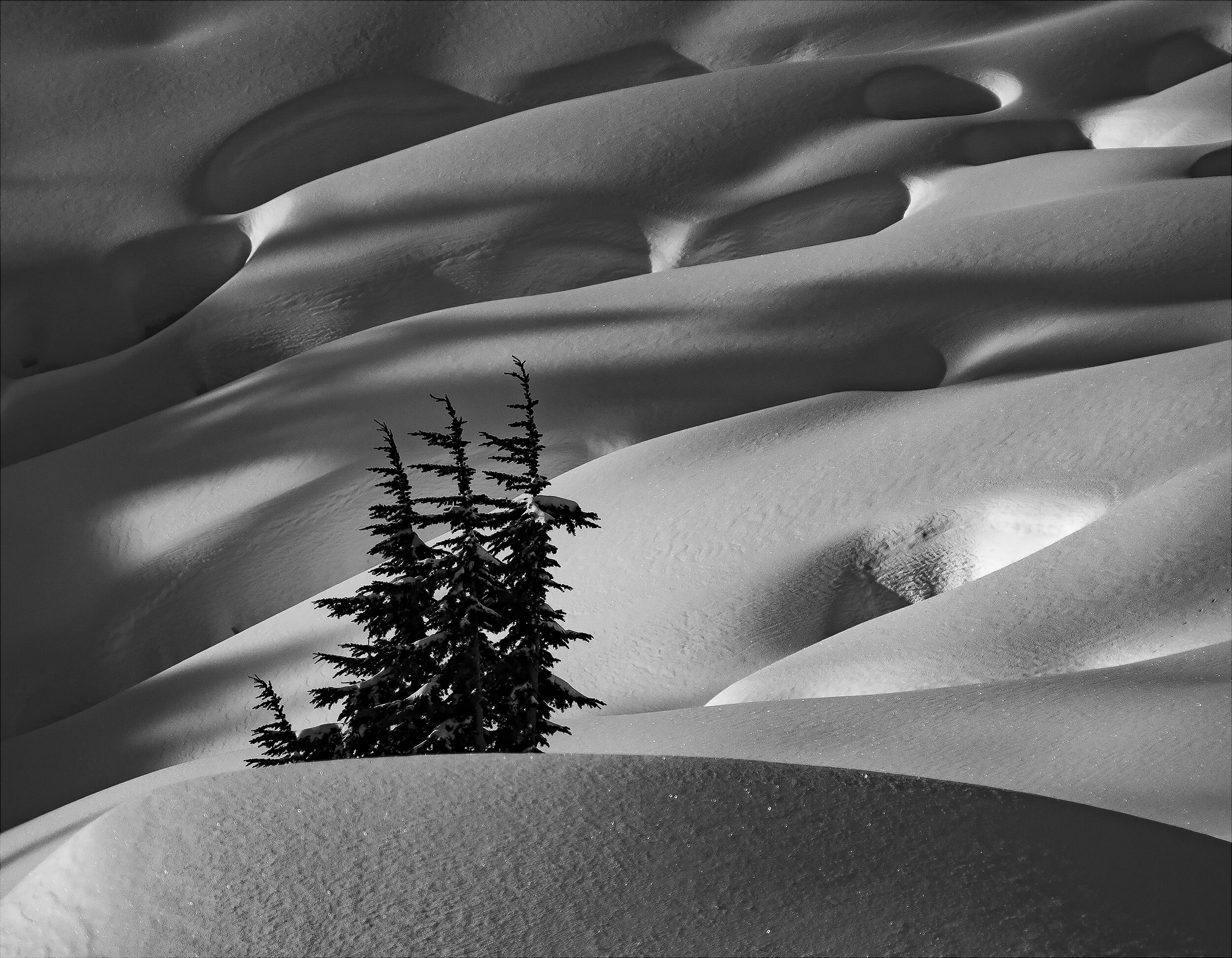 Trees Above Source Lake — Scott Rinckenberger Photography