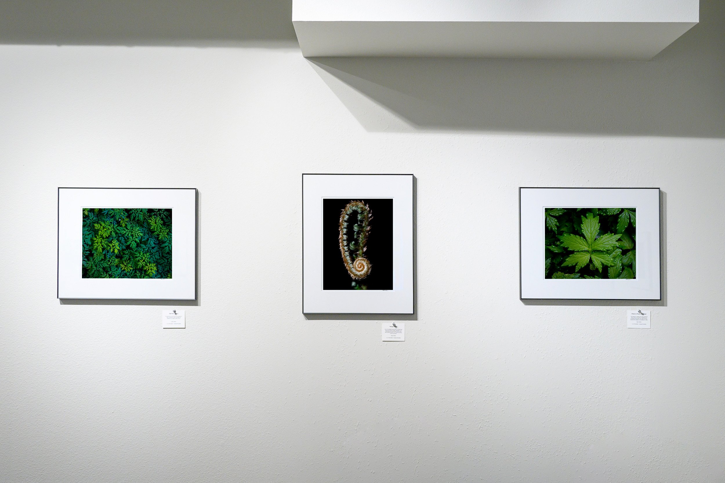 Western Sword Fern Framed Art Print — Scott Rinckenberger Photography