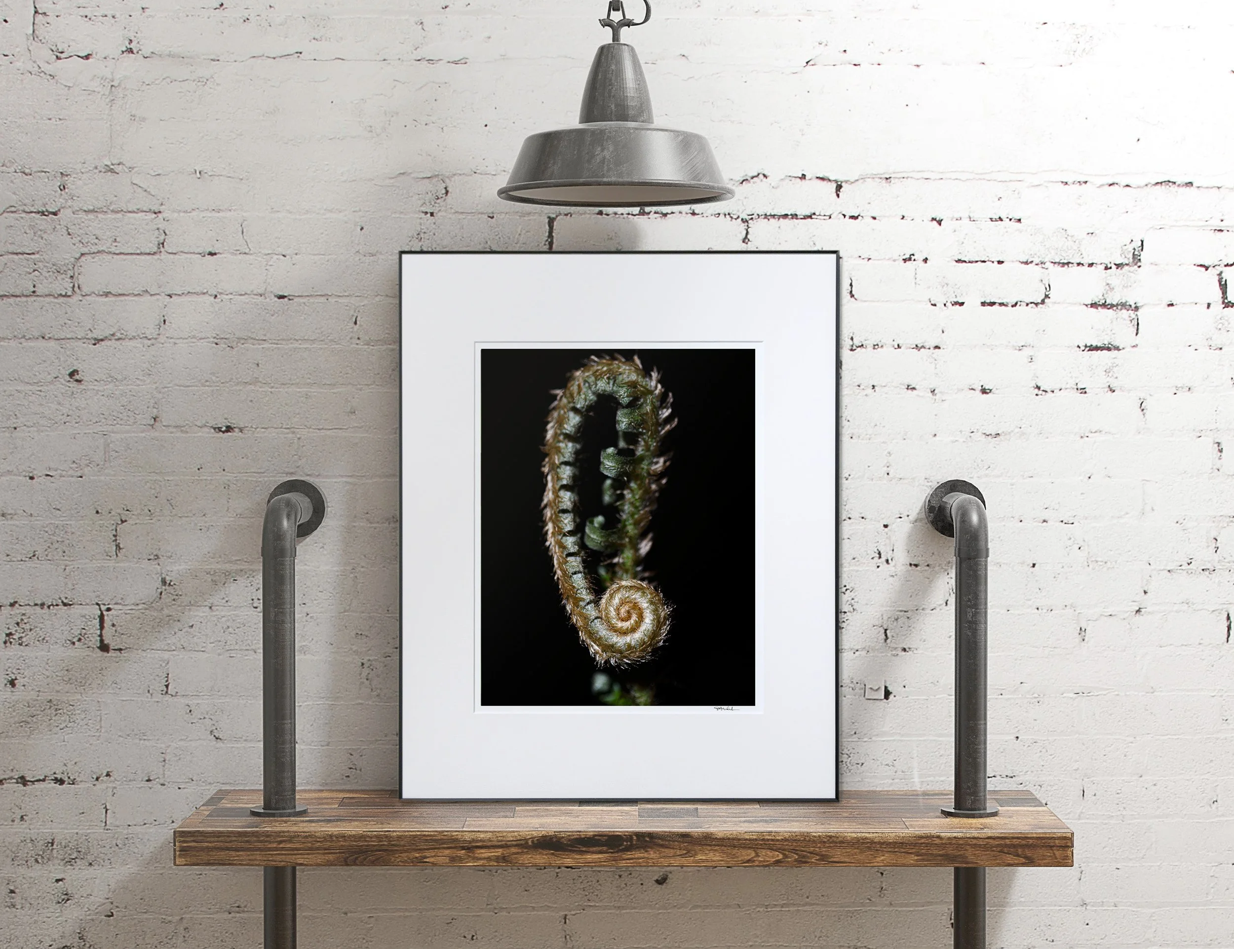 Western Sword Fern Framed Art Print — Scott Rinckenberger Photography