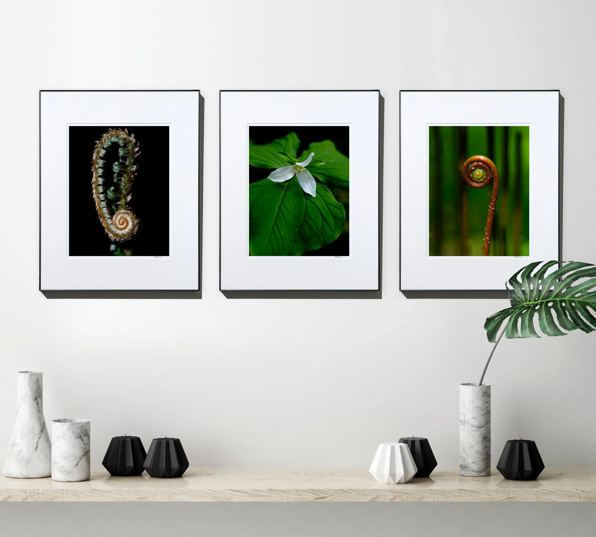 Western Sword Fern Framed Art Print — Scott Rinckenberger Photography