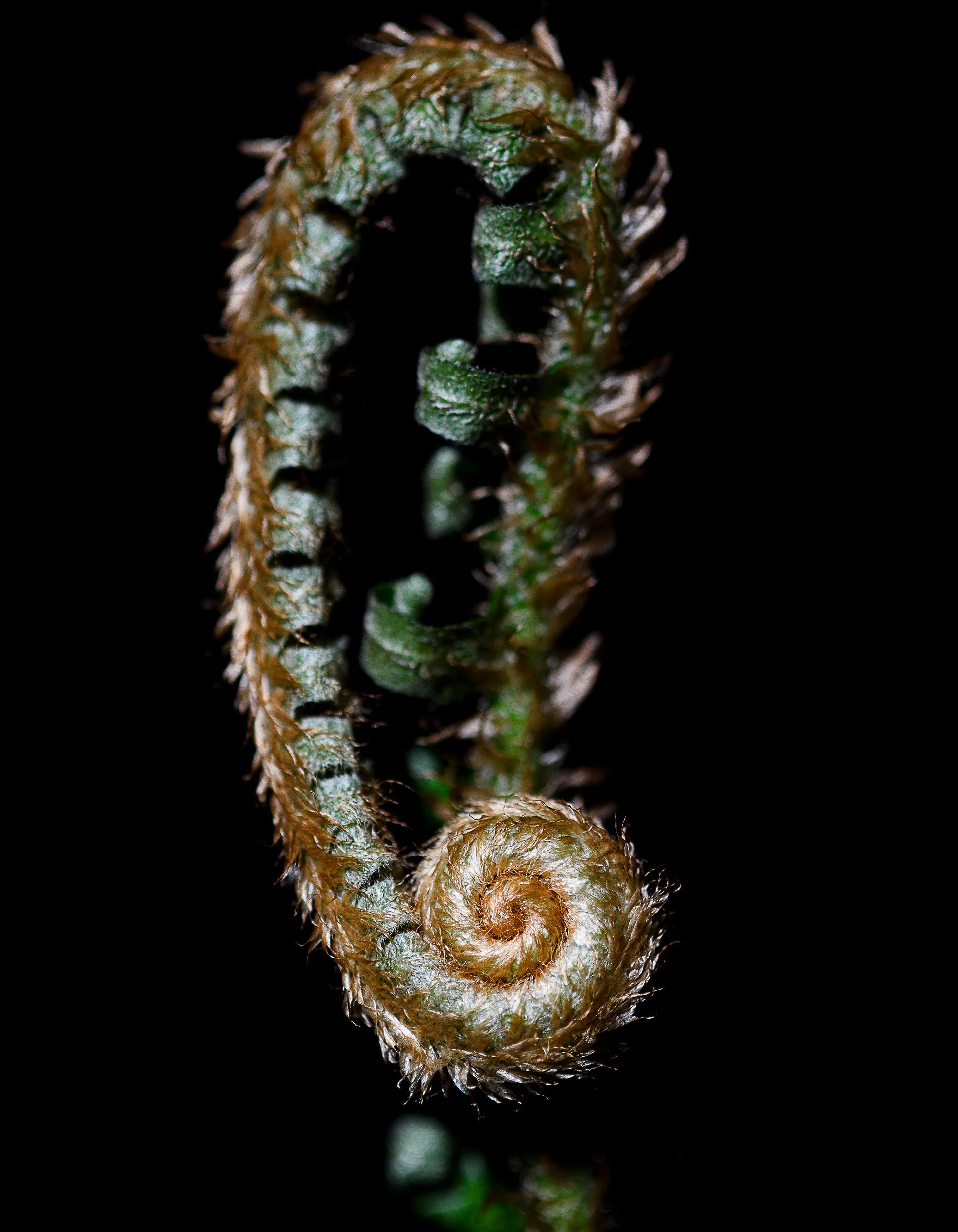 Western Sword Fern Framed Art Print — Scott Rinckenberger Photography