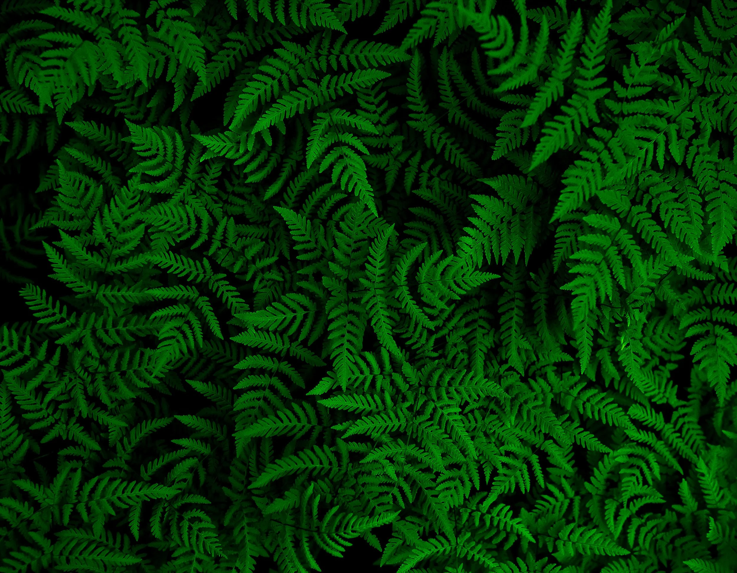 Droplets on Wild Cucumber Vine Framed Art Print — Scott Rinckenberger ...