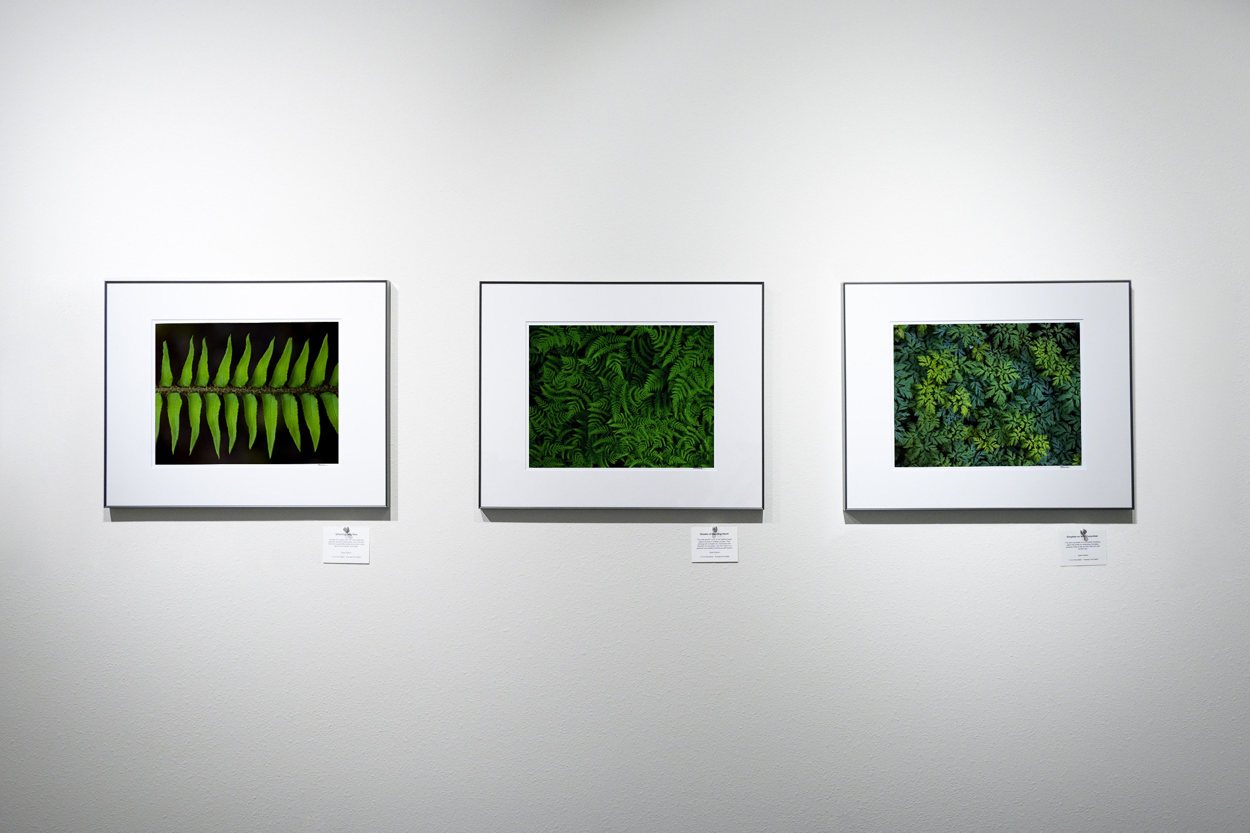 Droplets on Wild Cucumber Vine Framed Art Print — Scott Rinckenberger ...