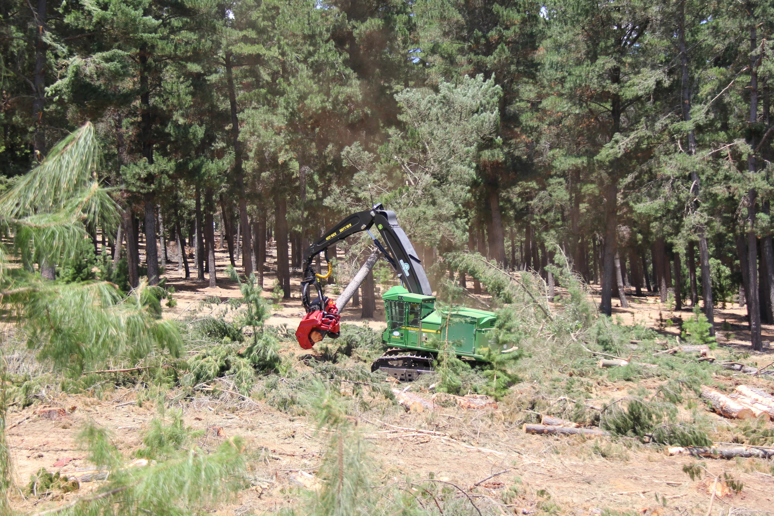 Pine harvesting — Plantation Logging Co.