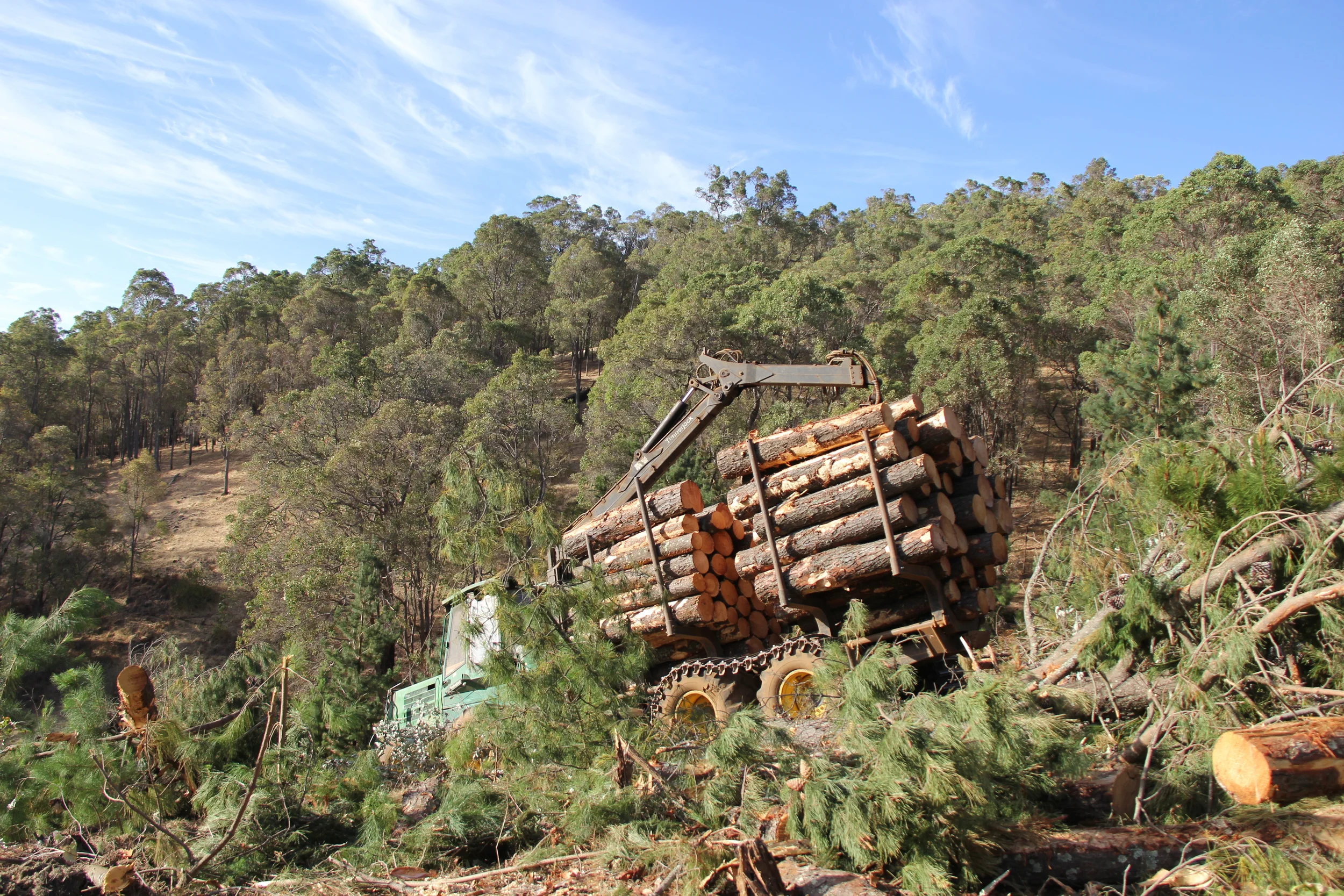 Pine harvesting — Plantation Logging Co.