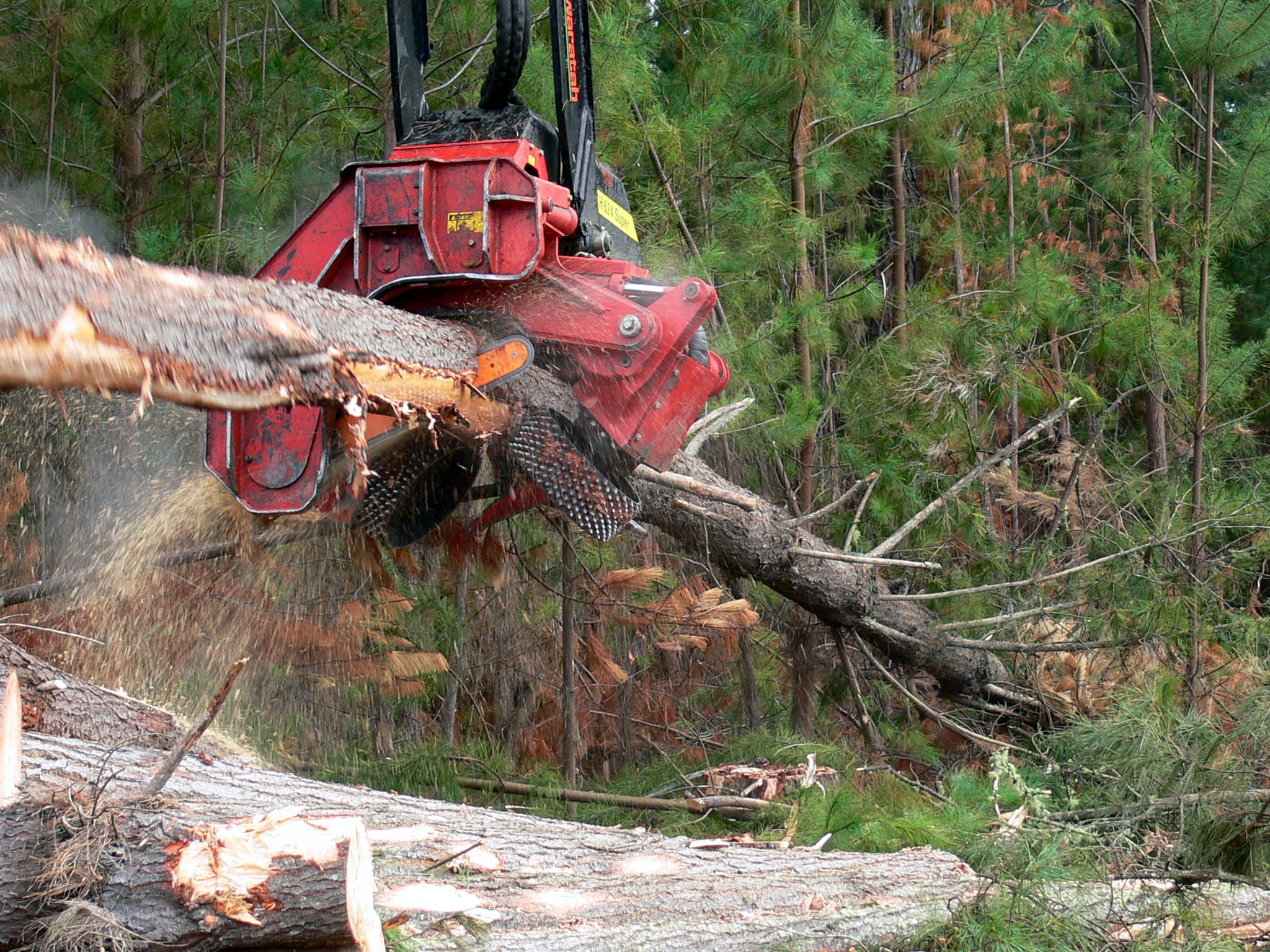 Pine harvesting — Plantation Logging Co.