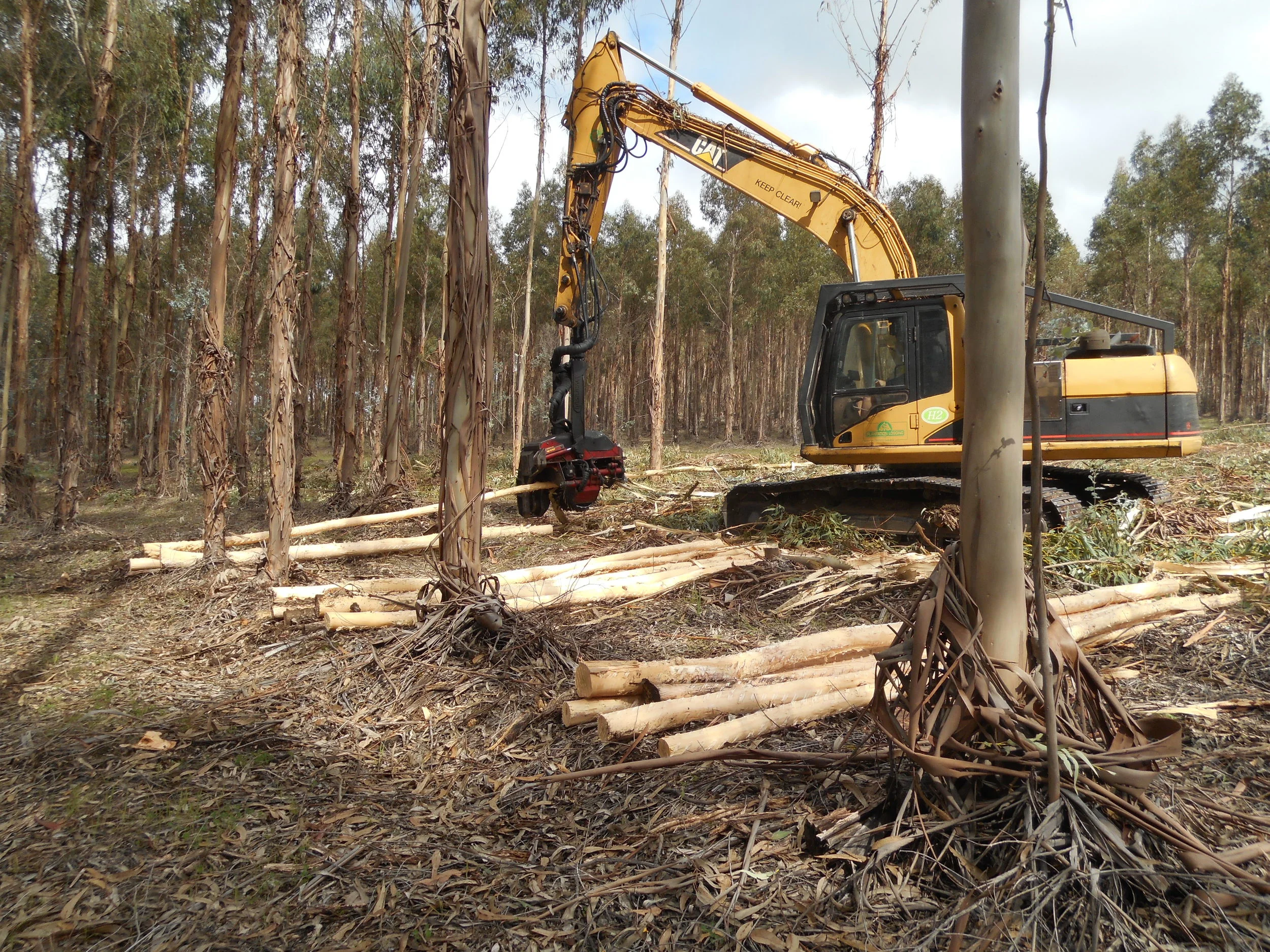 Blue gum harvesting — Plantation Logging Co.