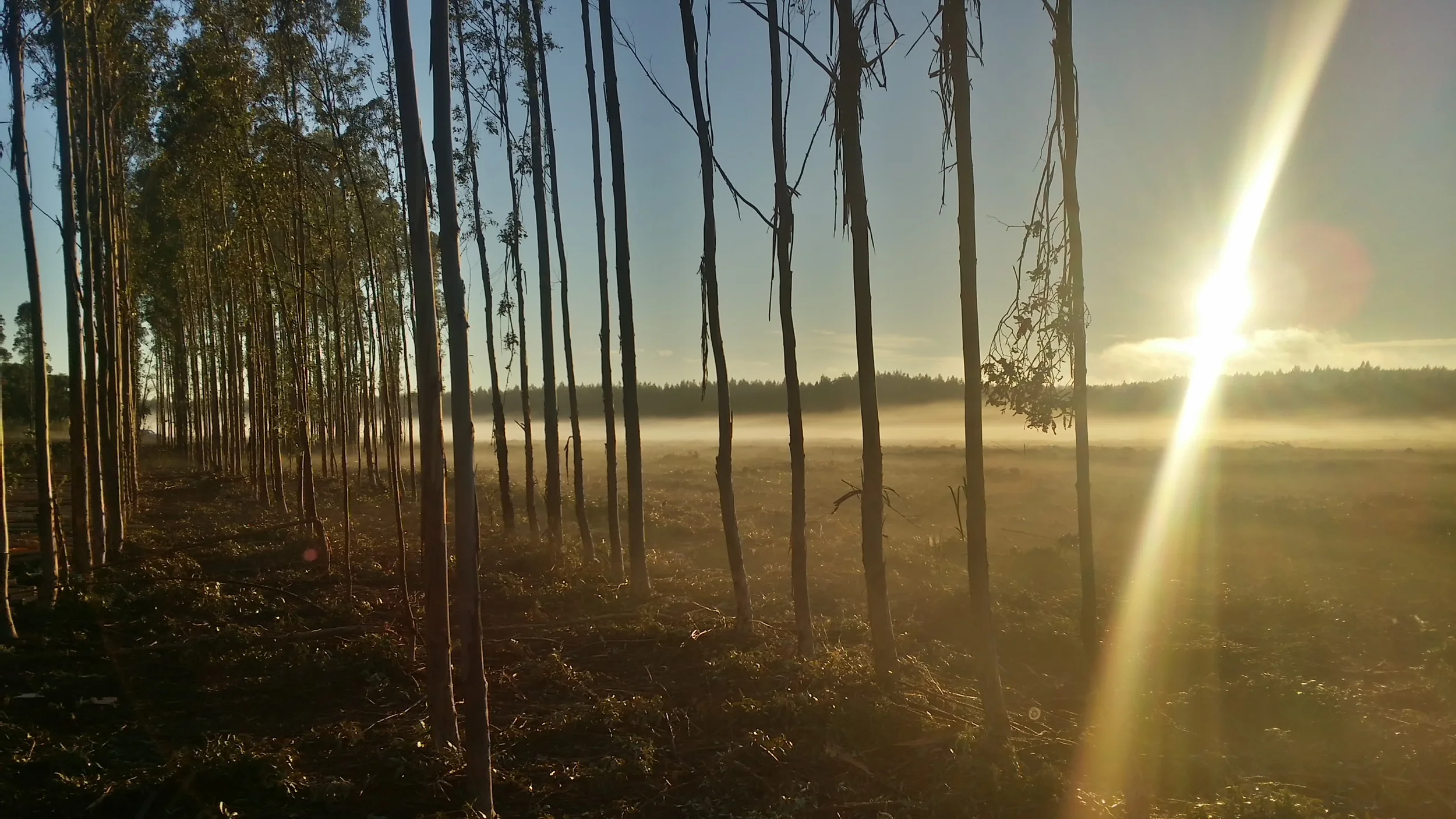 Blue gum harvesting — Plantation Logging Co.