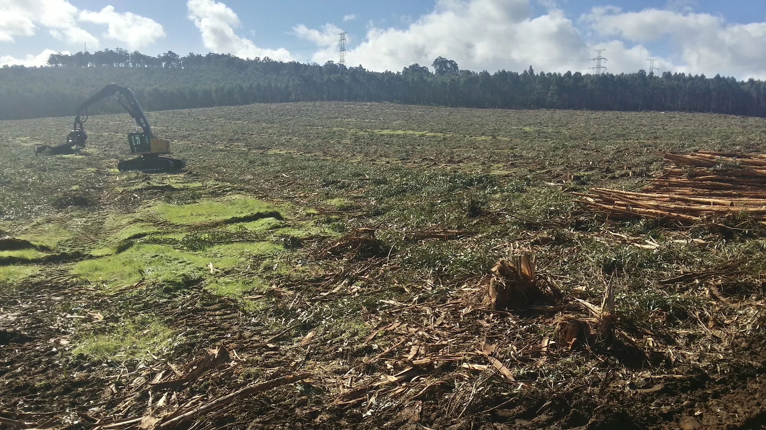 Blue gum harvesting — Plantation Logging Co.