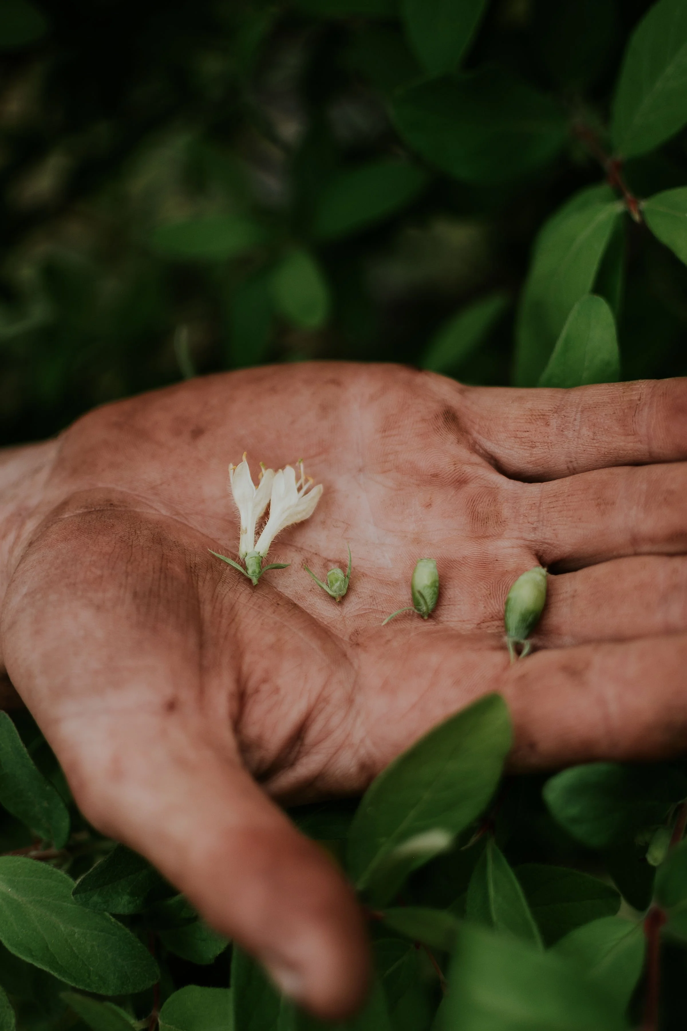 About the Haskap Berry — Rosy Farms