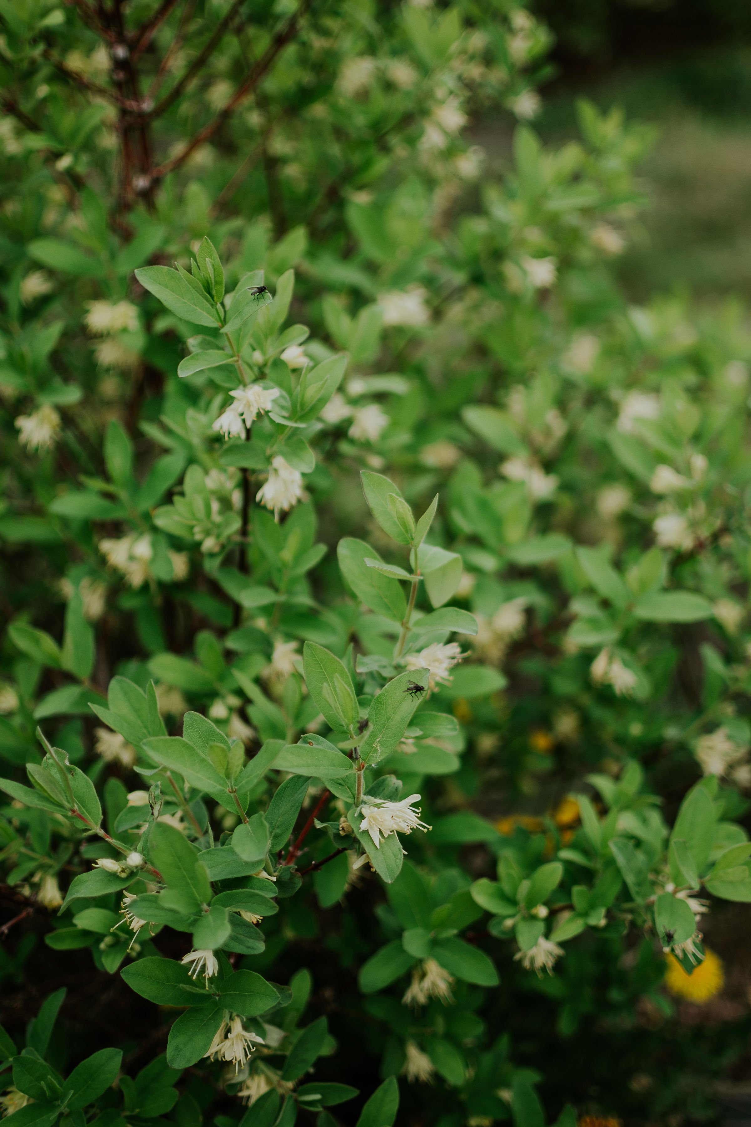 About the Haskap Berry — Rosy Farms
