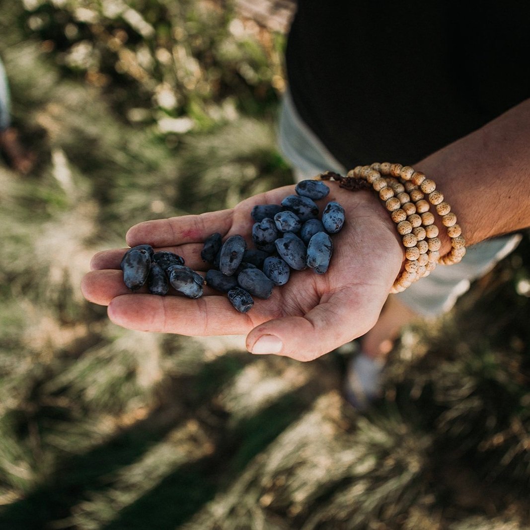 About the Haskap Berry — Rosy Farms