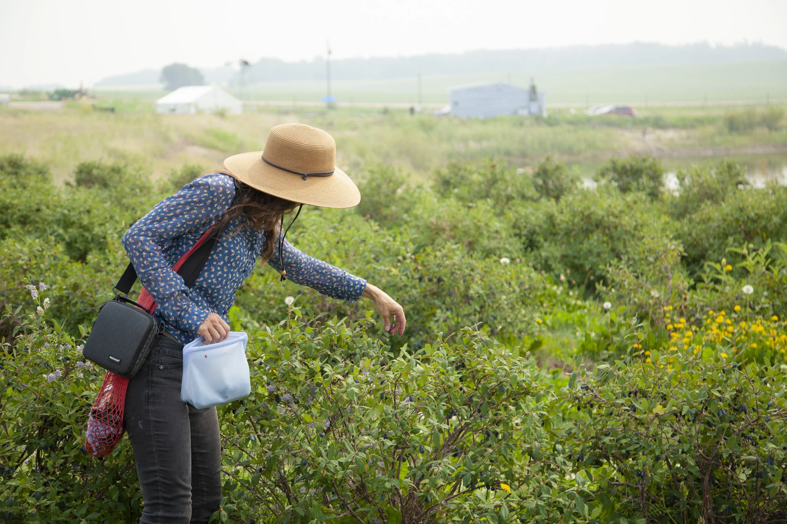 Our Haskap Berry Farm — Rosy Farms