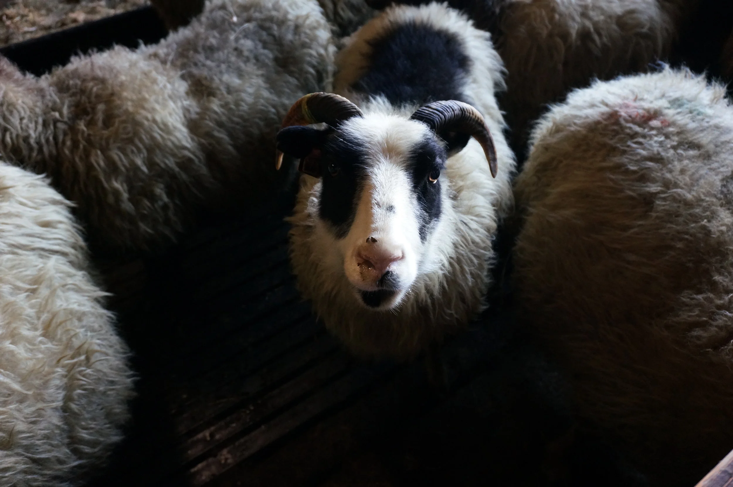 Leader sheep and sheep farming in Iceland – The Birlinn Yarn Company
