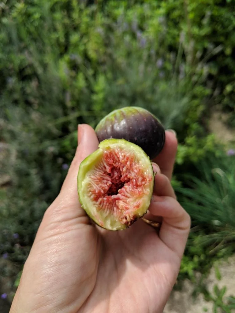 Urban Gardening Project: Tips For Growing Figs In London — Serena Lee