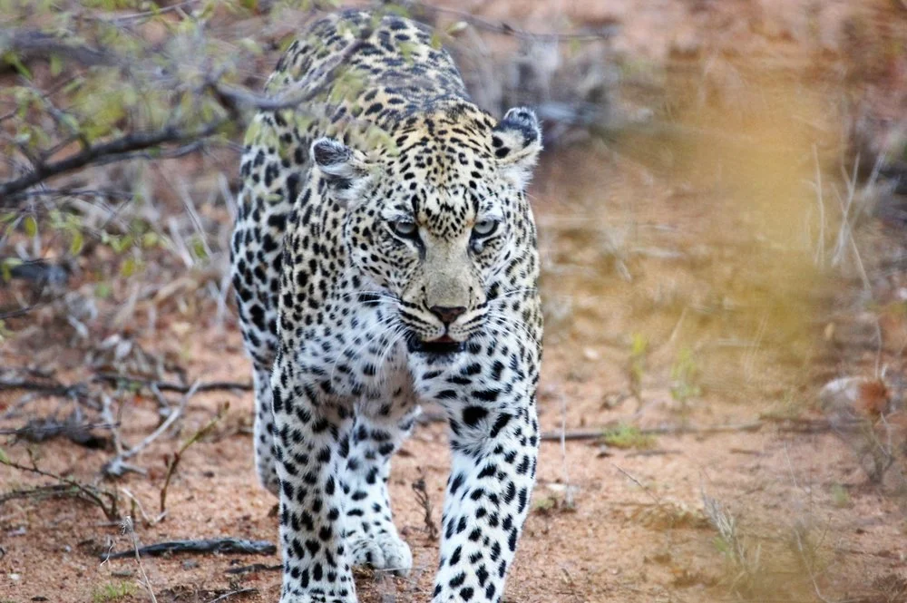 John Lockley: an African Shaman (Sangoma) from South Africa