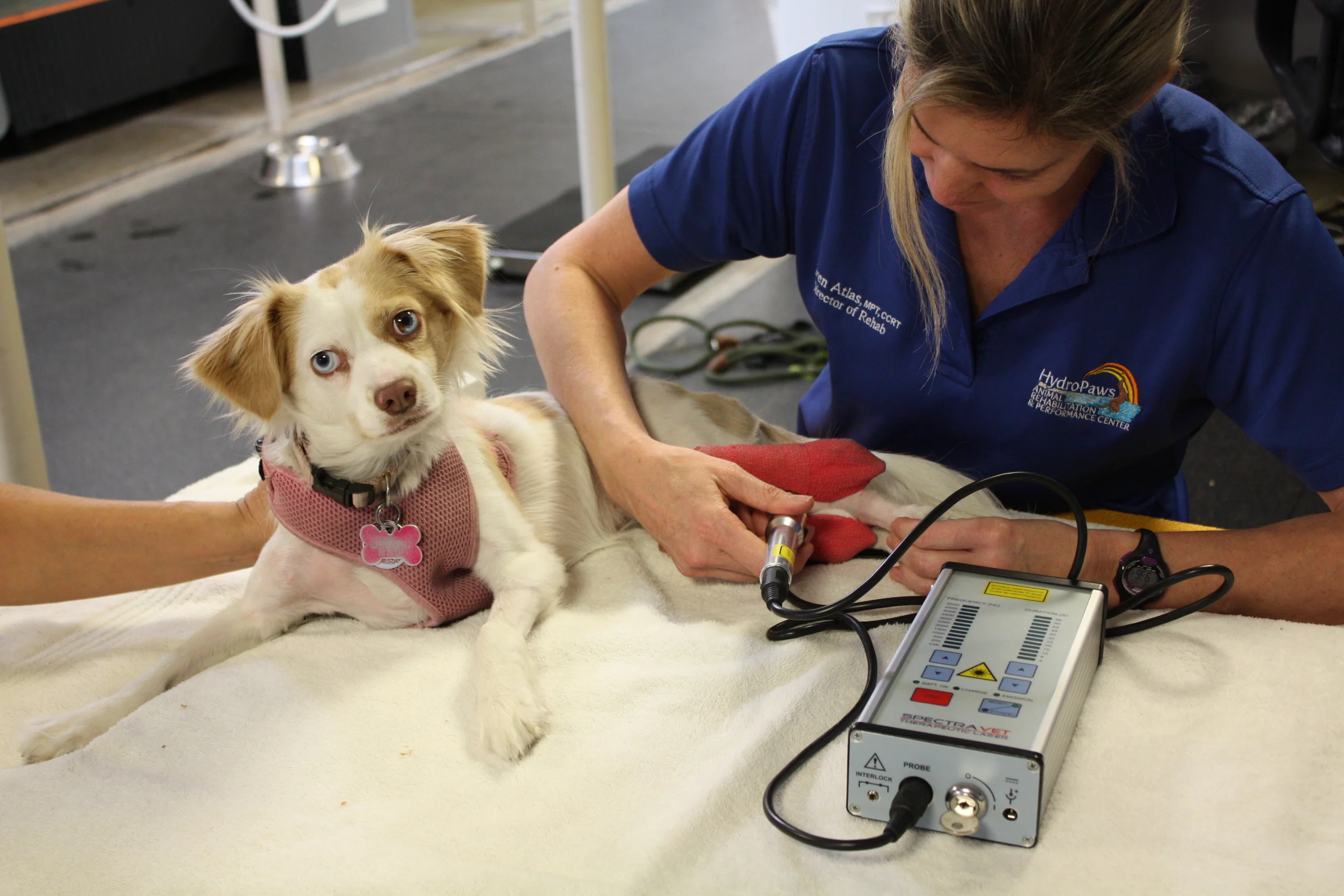 How Do You Become A Dog Physical Therapist