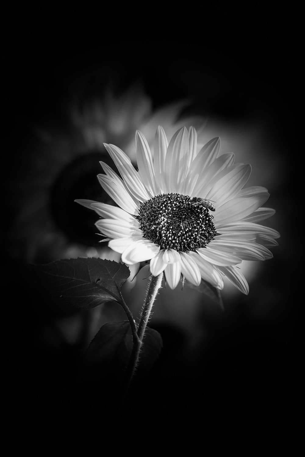 Black And White Sunflower Photography