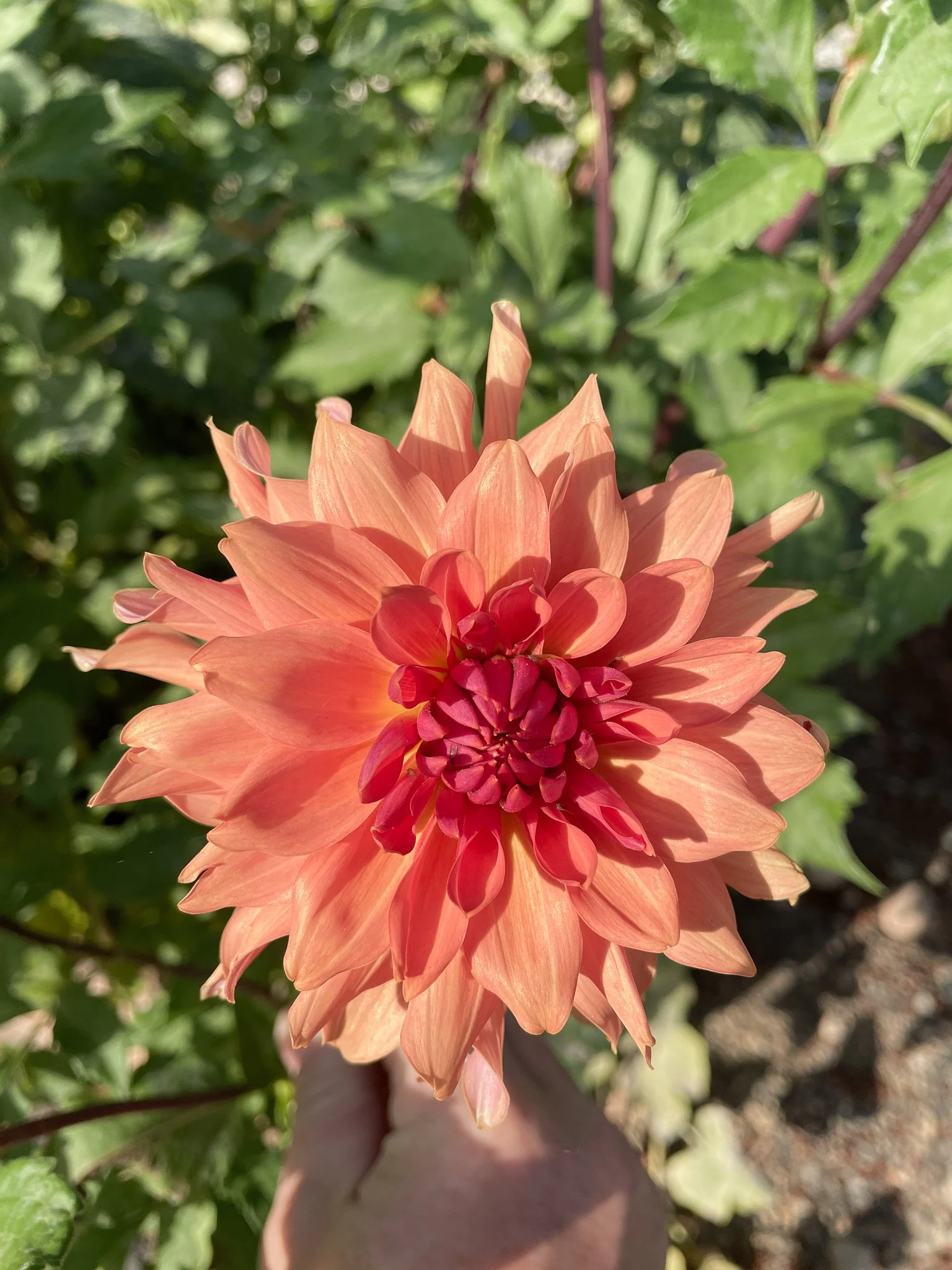 Dahlia : Terracotta — ciderpress lane