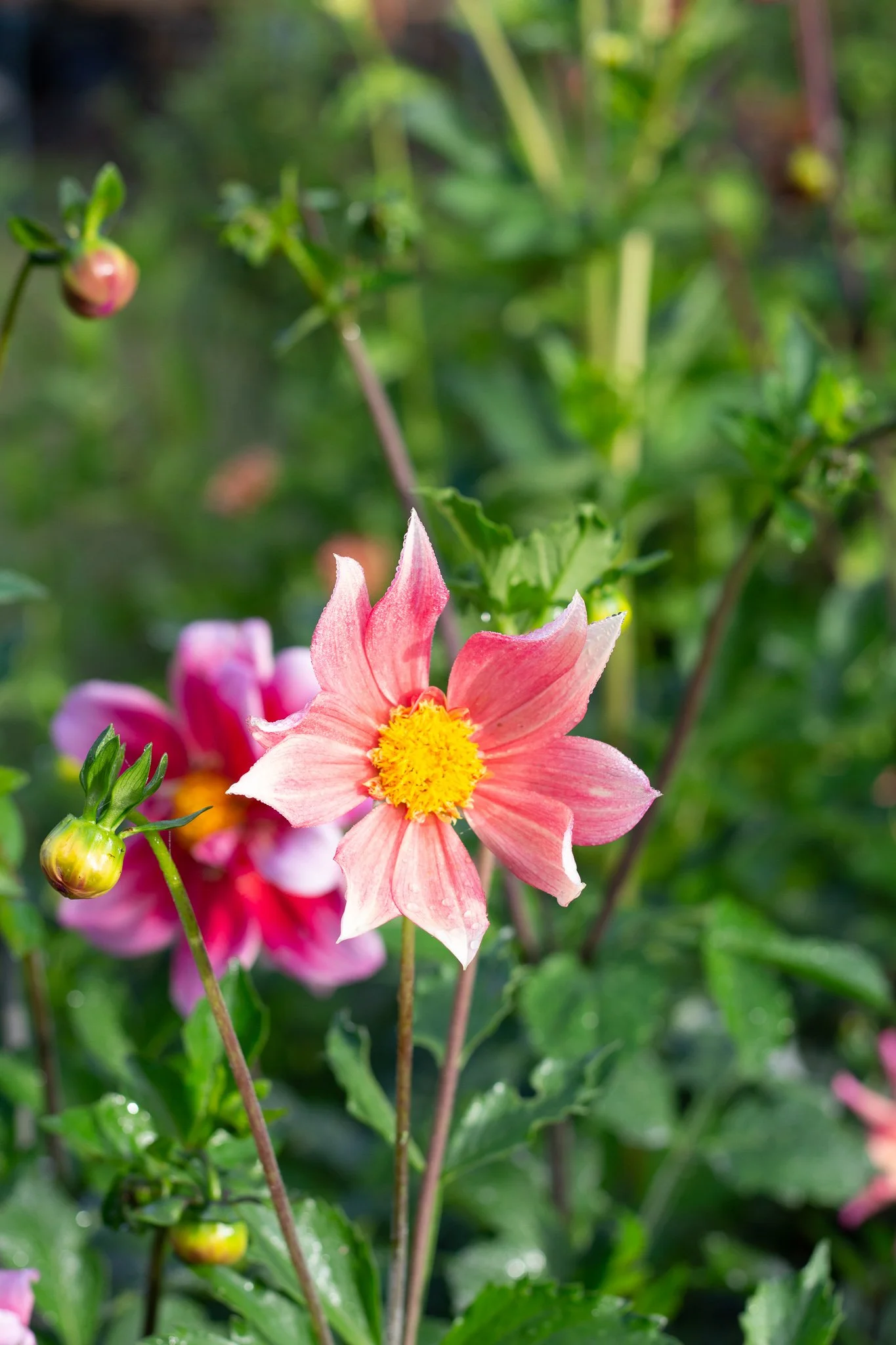 Dahlia : Cafe Au Lait Mini (AKA Jolene) — ciderpress lane
