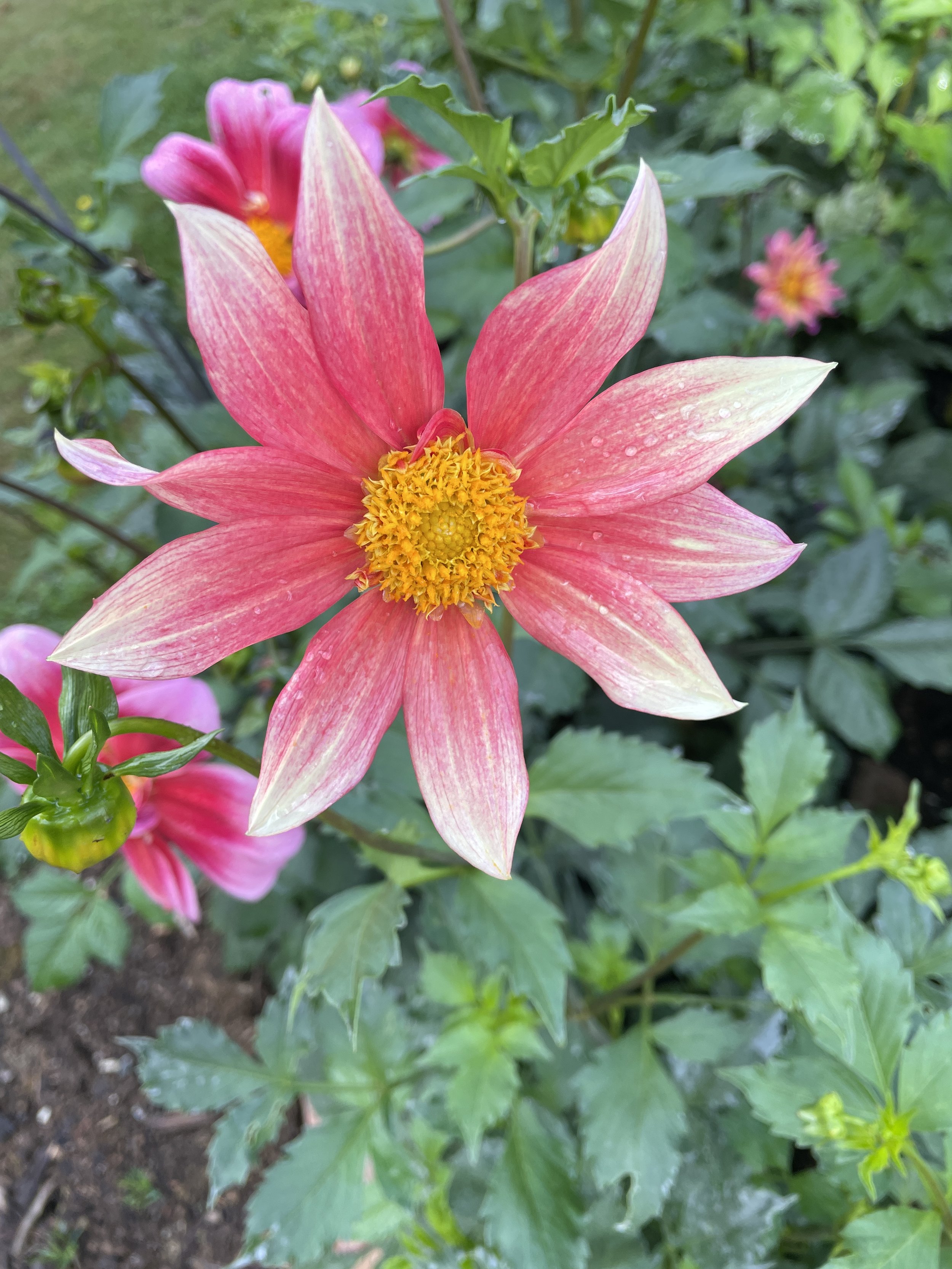 Dahlia : Cafe Au Lait Mini (AKA Jolene) — ciderpress lane