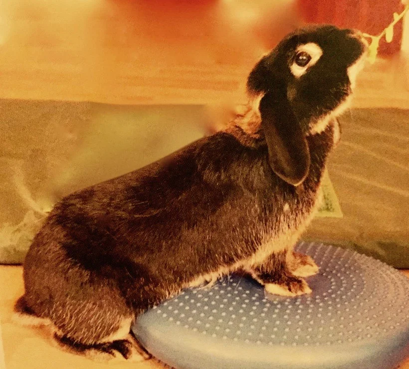 Helping Hands Veterinary Physiotherapy | Rabbits