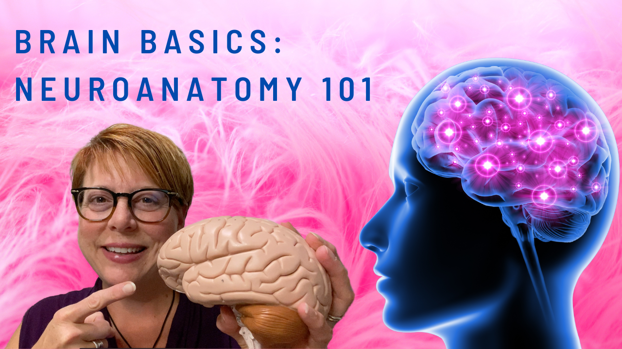 Brain Basics: Neuroanatomy 101 — HappiHuman by Kelly Aiello Nutrition ...