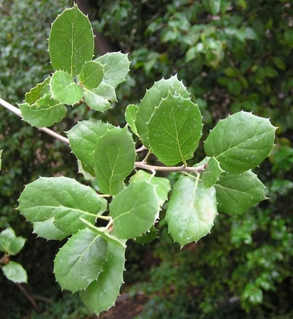 Quercus Agrifolia