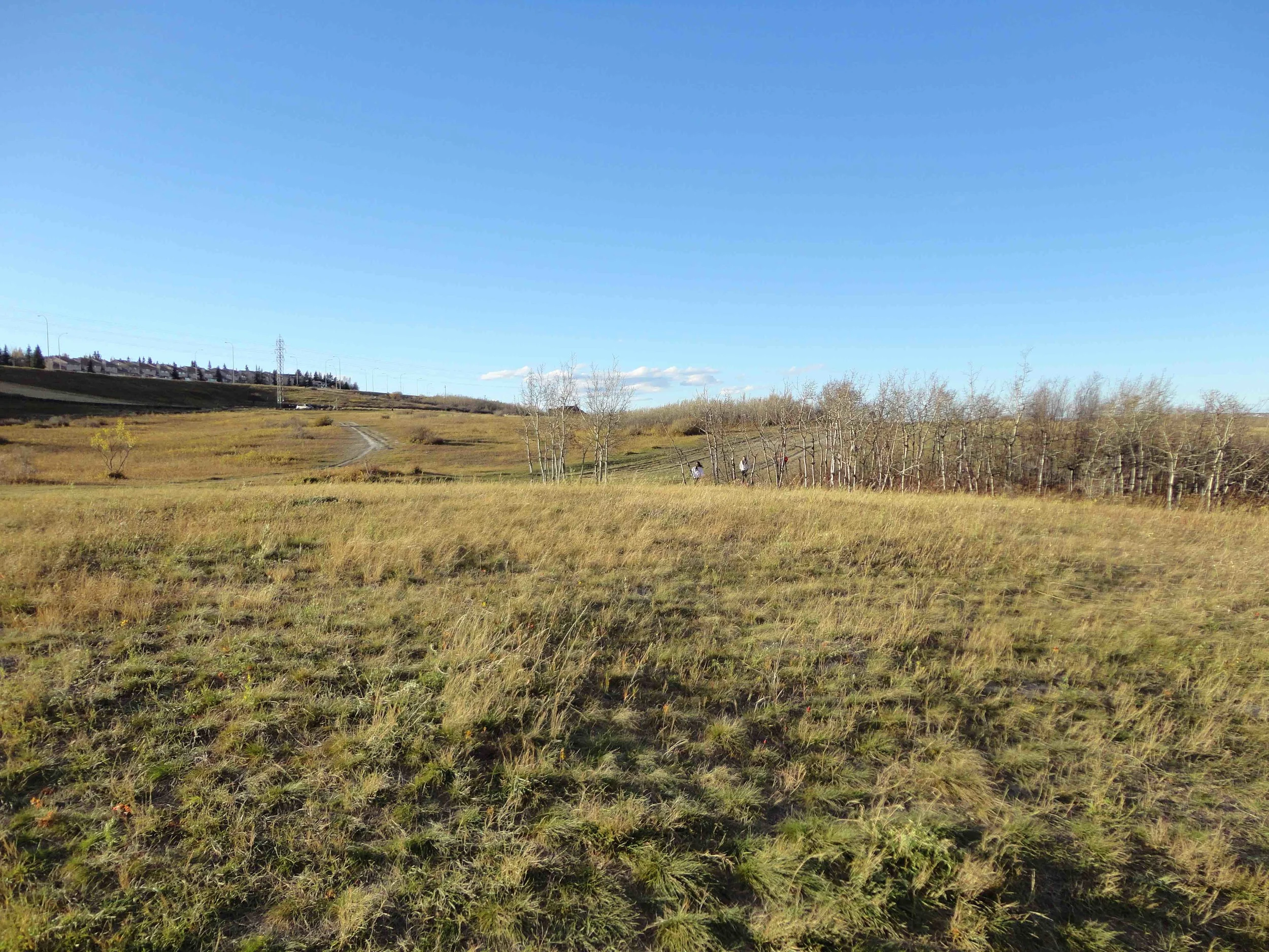 Edworthy Park — Calgary Canine