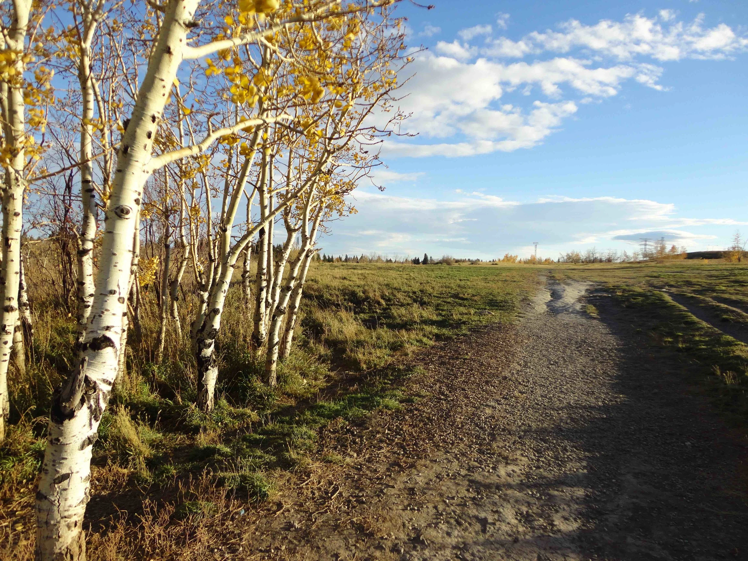 Edworthy Park — Calgary Canine