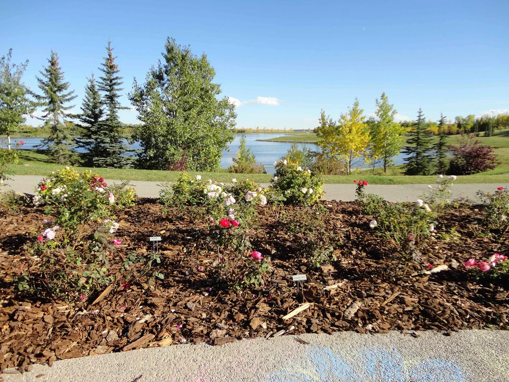 Elliston Park — Calgary Canine