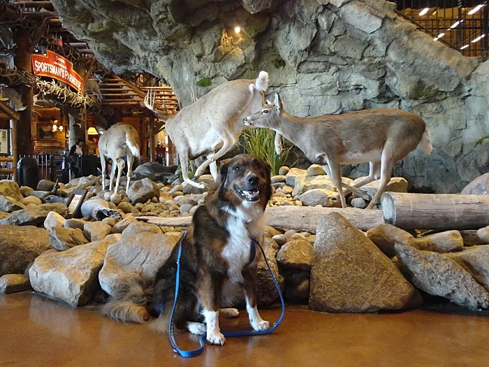 Bass Pro Shops — Calgary Canine