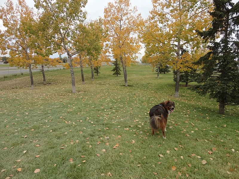 Falconridge — Calgary Canine