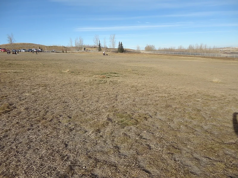Confluence Park — Calgary Canine
