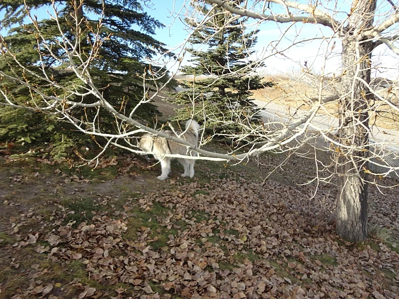 Confluence Park — Calgary Canine