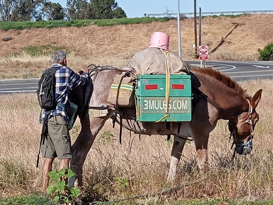 A Man, His Mule, and a Website- Up and Down the Valley with the 3 Mules ...