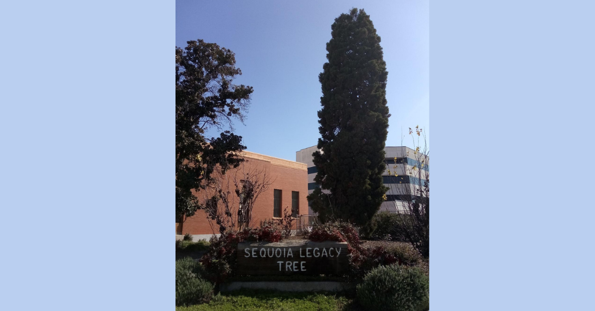 Sequoia Legacy Tree Stands Proudly in Visalia- Challenges providing ...