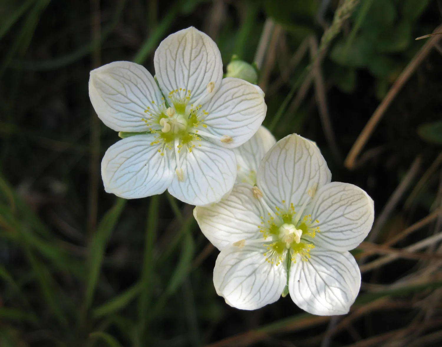 Friends of the Ahart Herbarium