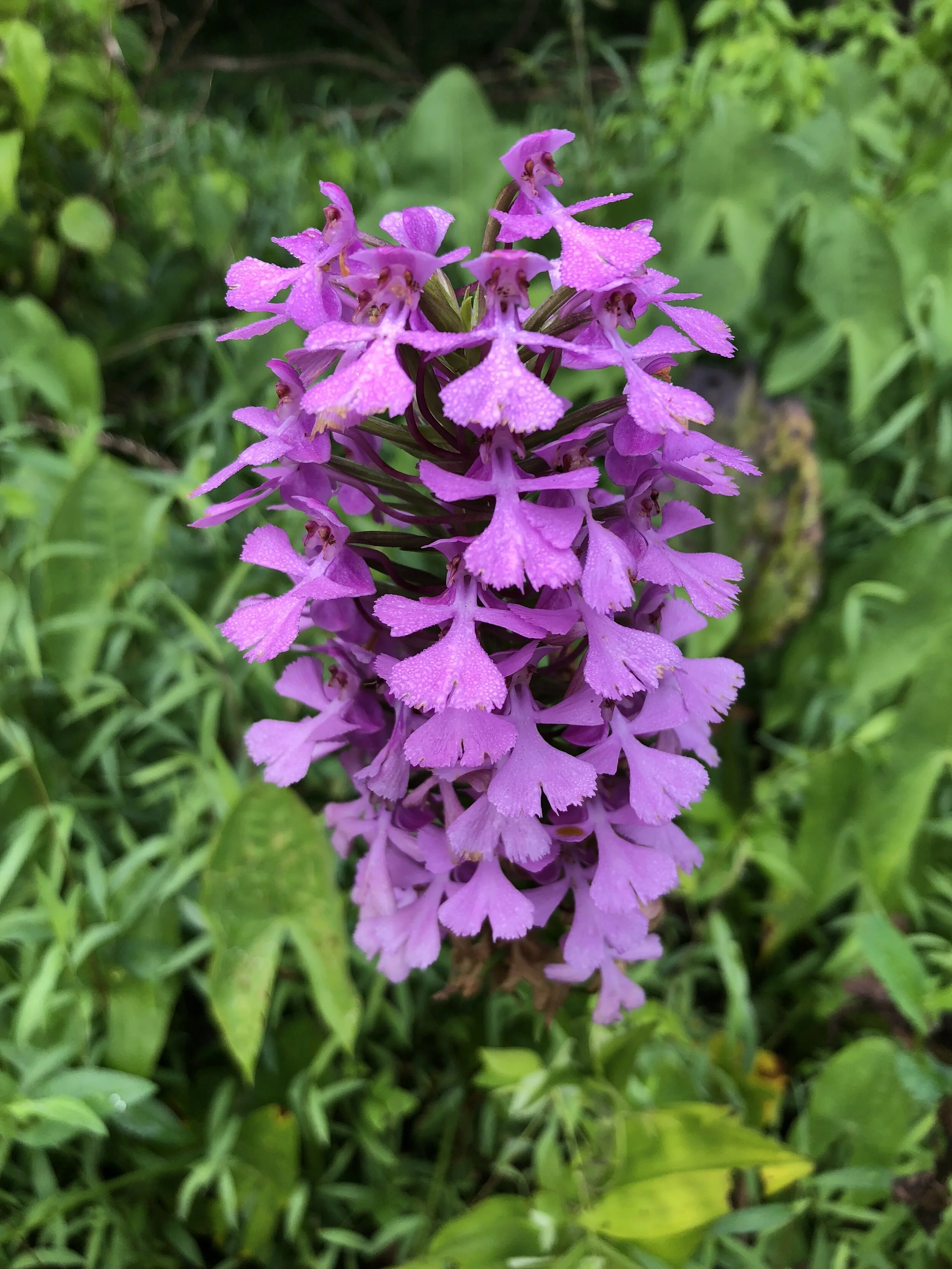 All Things Botanically Related Presentation Series — Friends of the ...