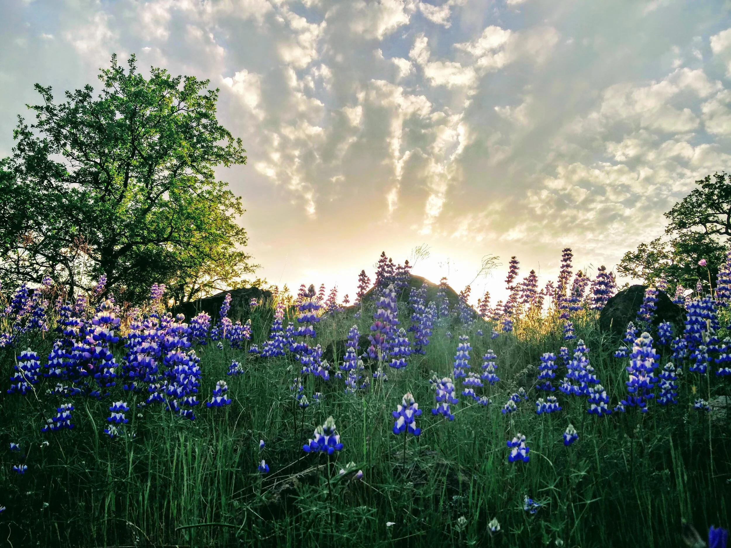 2021 California Native Plant Photo Contest — Friends of the Ahart Herbarium