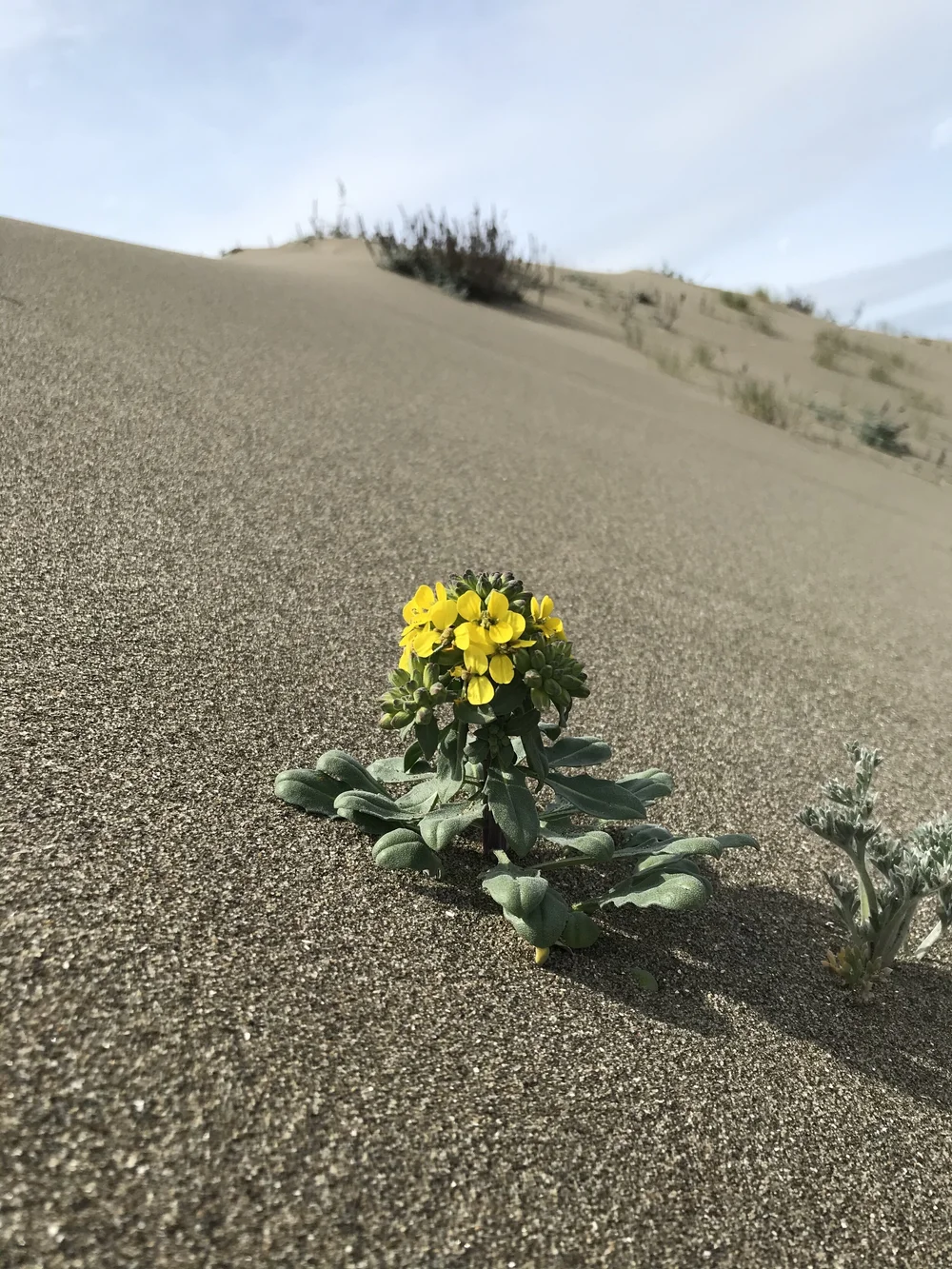 2021 California Native Plant Photo Contest — Friends of the Ahart Herbarium