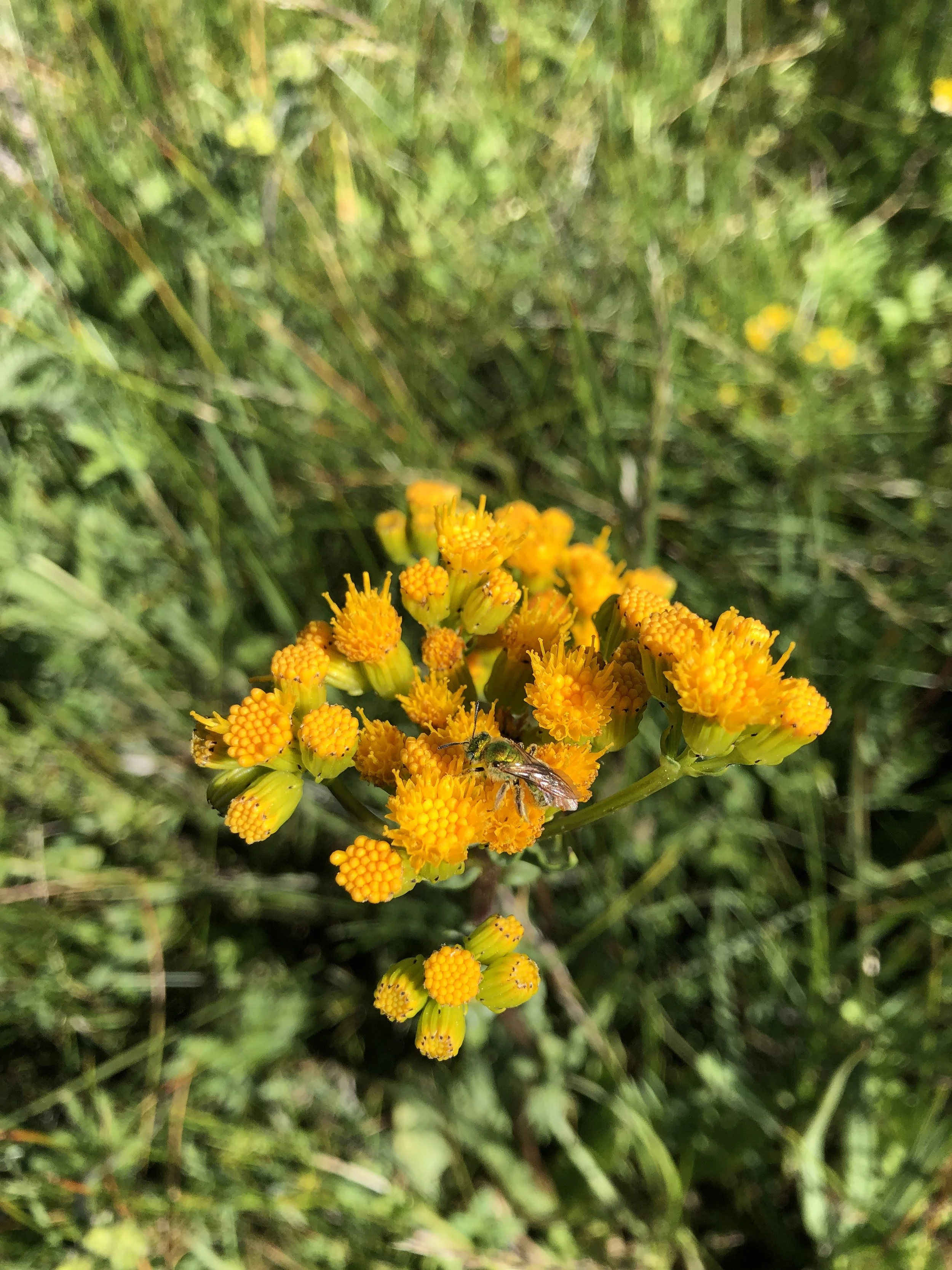 All Things Botanically Related Presentation Series — Friends of the Ahart Herbarium