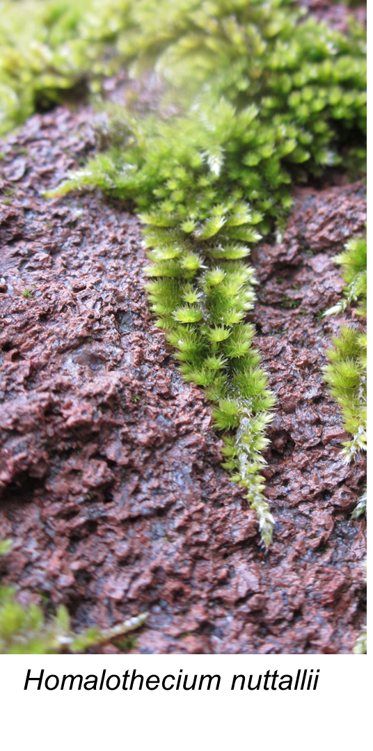 Introduction to Bryophytes — Friends of the Ahart Herbarium
