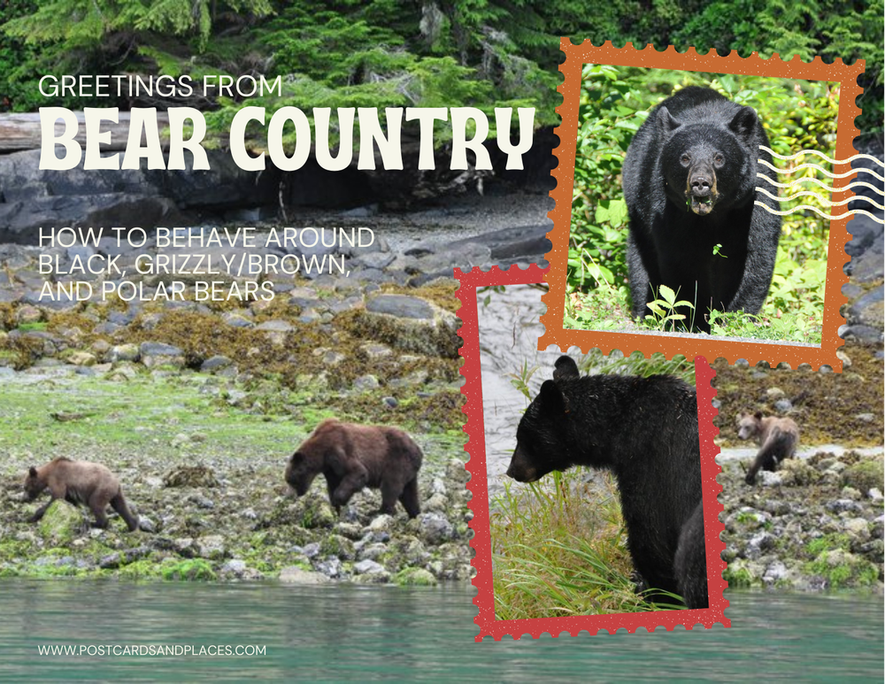 How to Behave in Bear Country