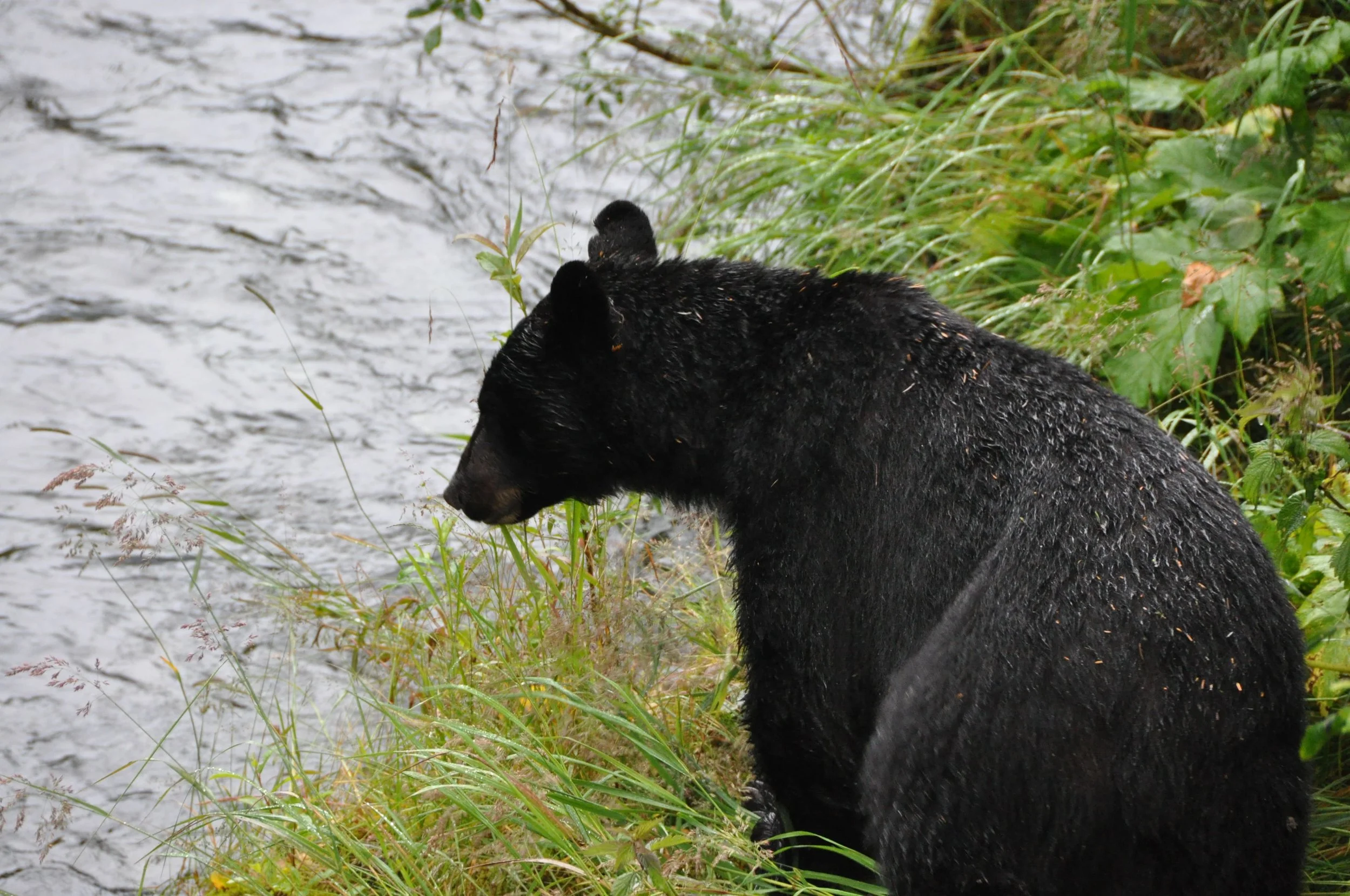 How to Behave in Bear Country