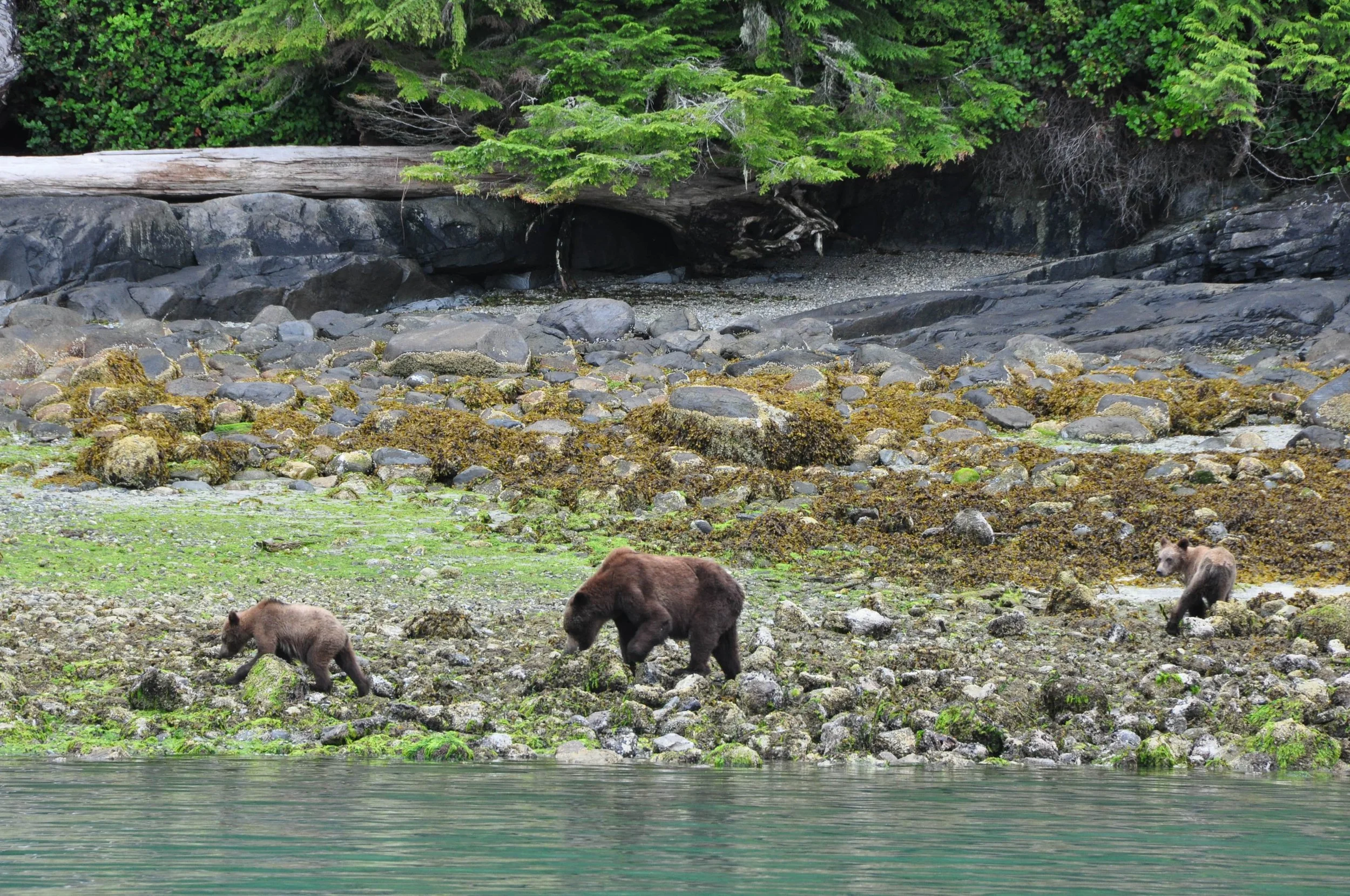 How to Behave in Bear Country