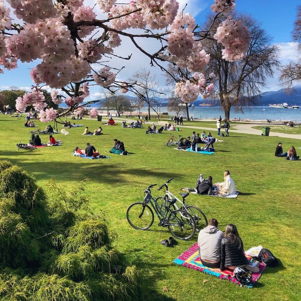 Cherry Blossoms and Beyond: Your Guide to Spring Activities in ...