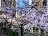 Cherry Blossoms and Beyond: Your Guide to Spring Activities in ...