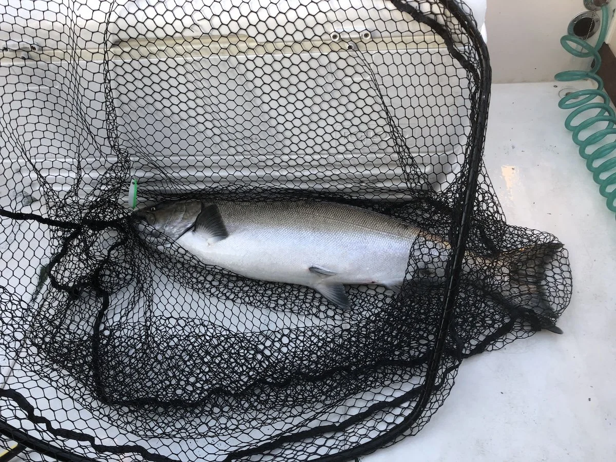 Hooked on Bamfield: A First-Timer's Guide to Salmon Fishing in BC