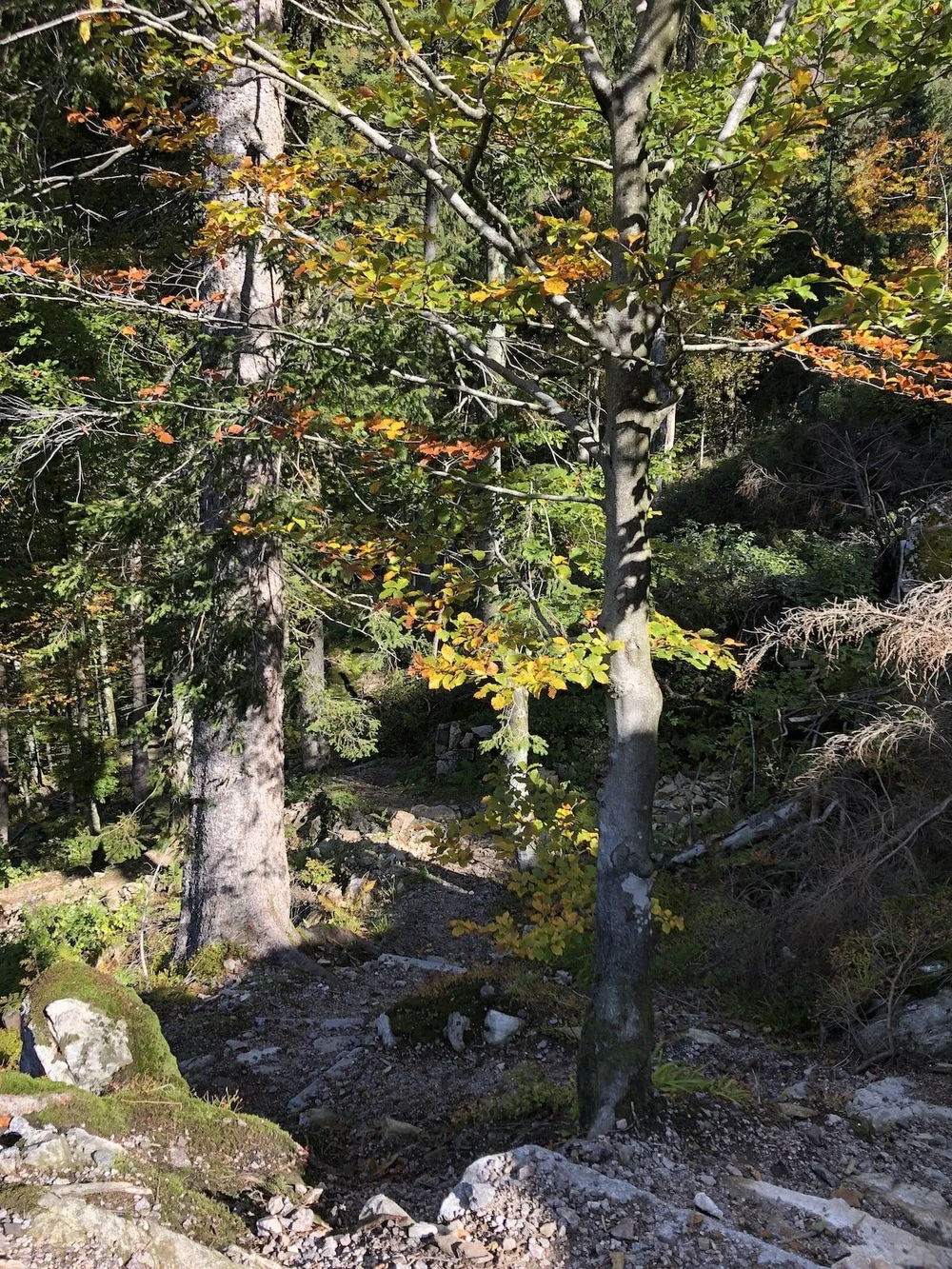 Fall Colours in the Black Forest, Germany